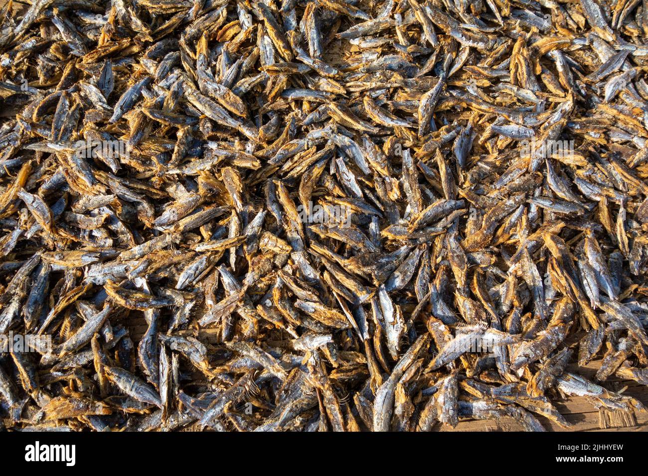 close up of dried and smoked fresh caught bonga fish (Ethmolosa ...