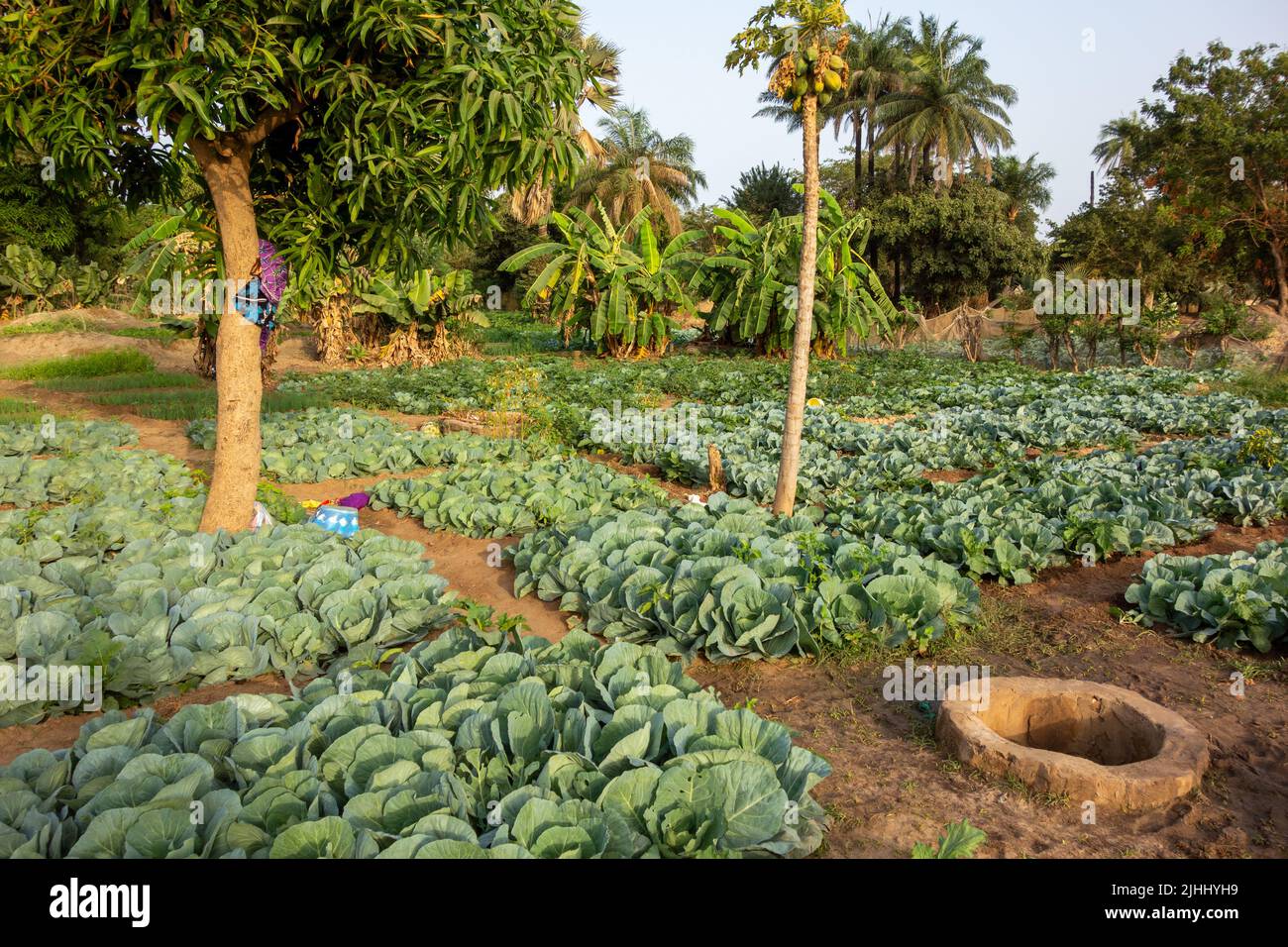 Typical veg hi-res stock photography and images - Alamy