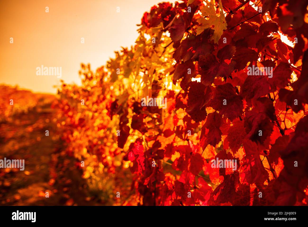 Bright autumn red orange yellow grapevine leaves at vineyard in warm ...