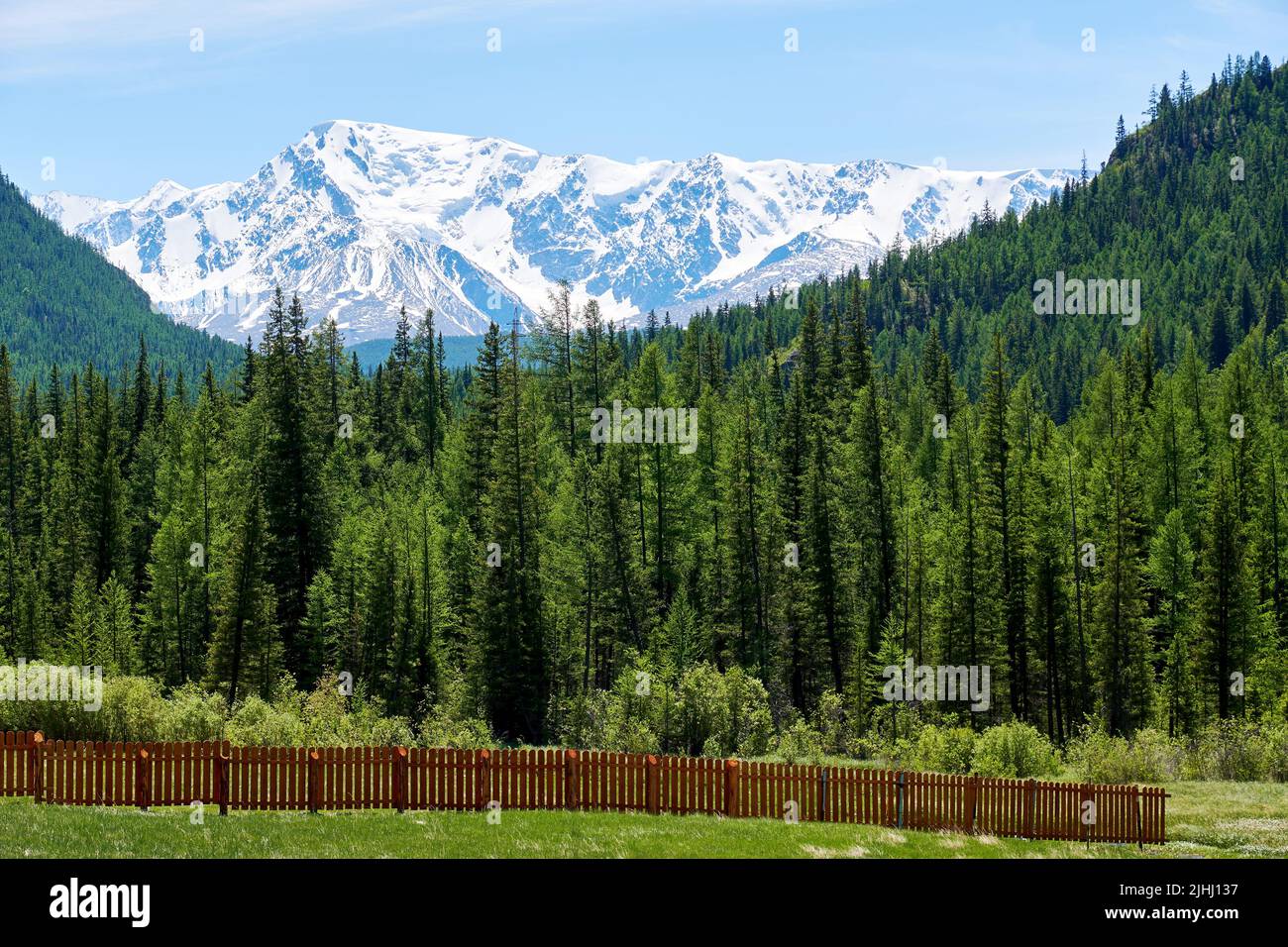 Fence, dense spruce forest and snowy mountain range in the background ...