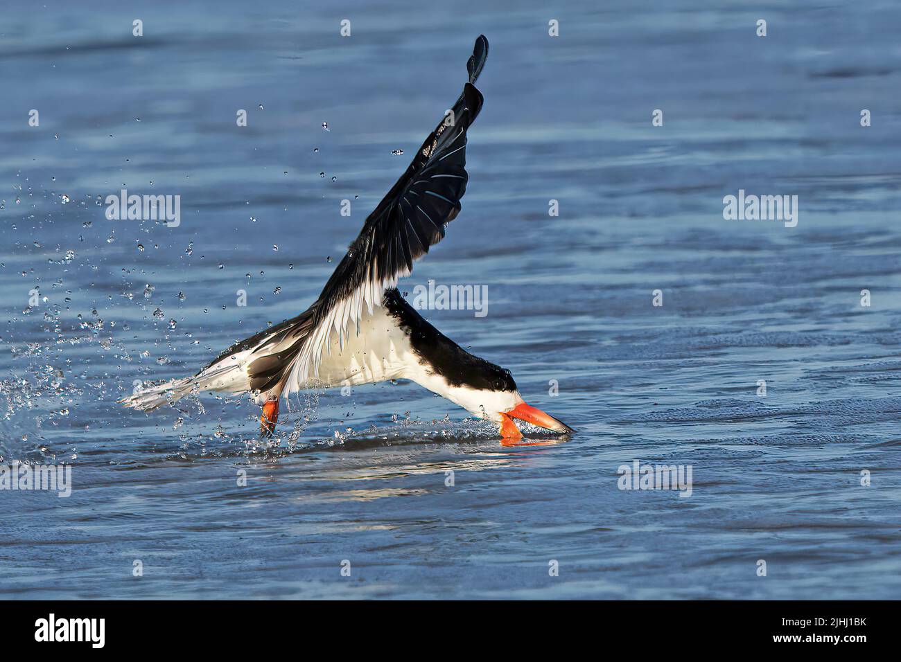 Black Skimmer Skimming in the Ocean Stock Photo - Alamy