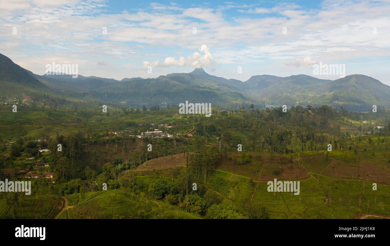 Aerial view of Tea plantation on top of mountain. Tea estate landscape ...