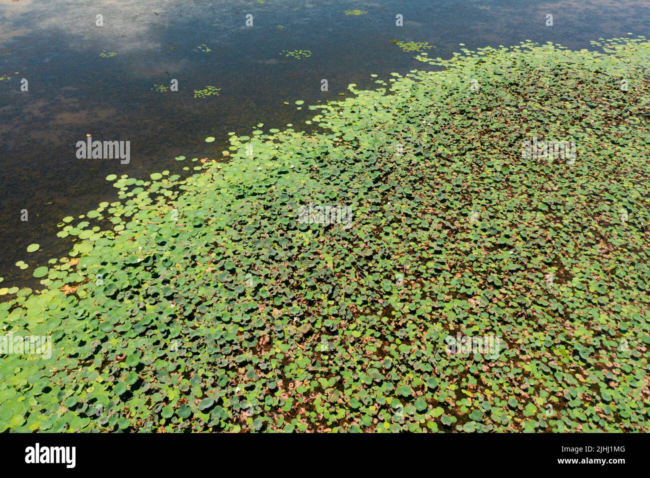 Aerial view of surface of a lake or swamp with aquatic vegetation in ...