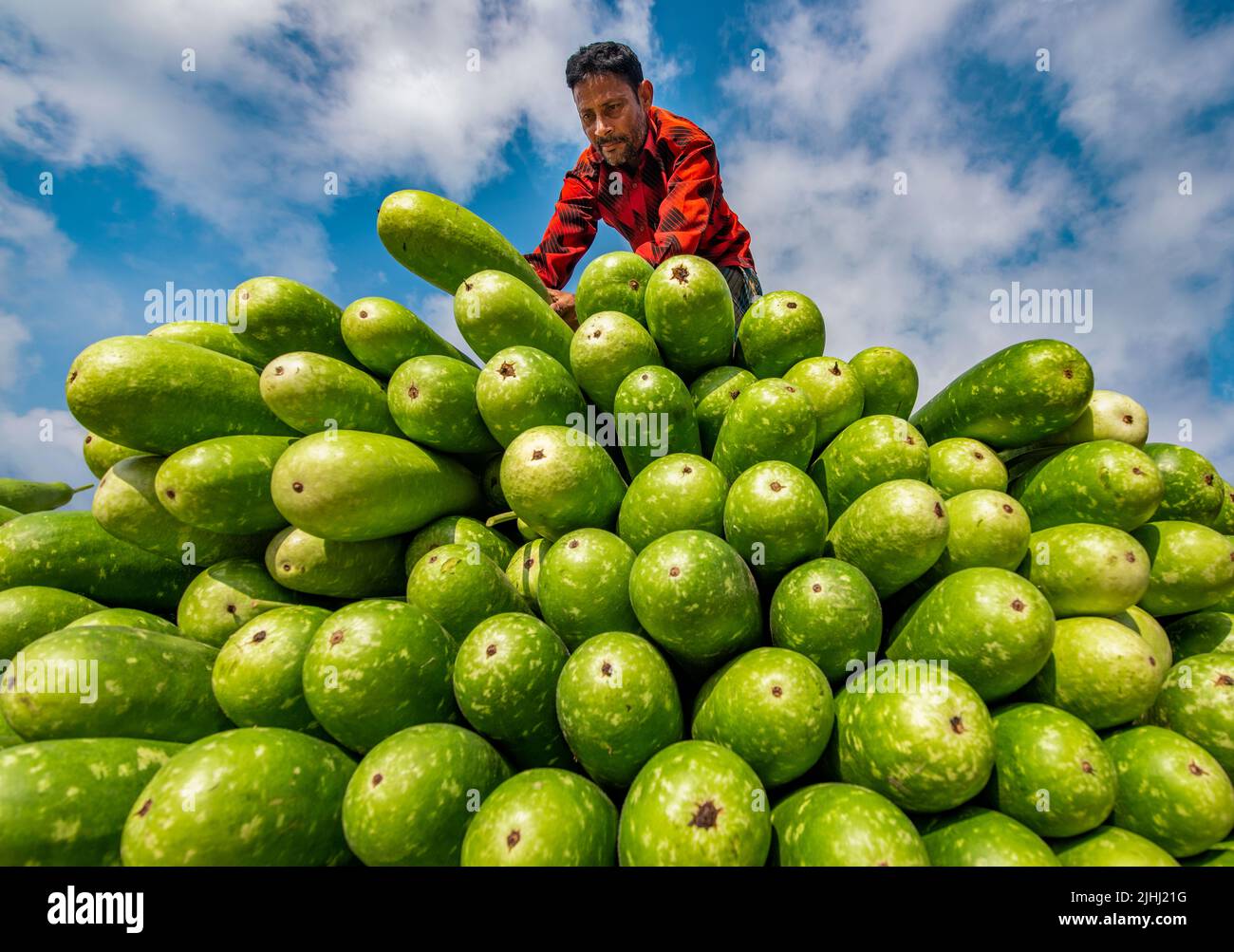 Farm fresh bottle gourds are ready to sale at wholesale vegetable ...