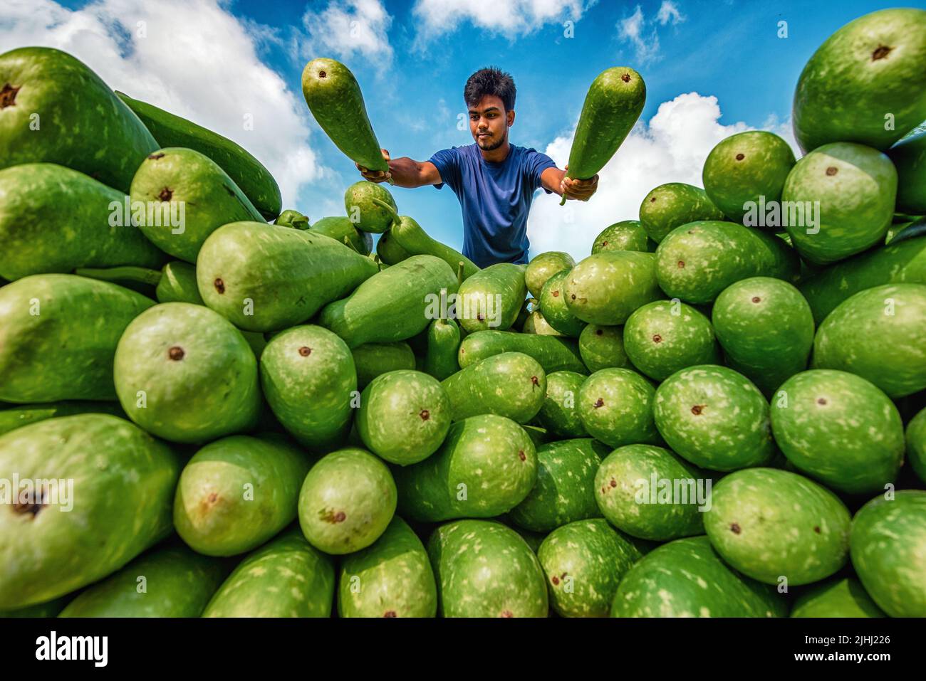 Farm fresh bottle gourds are ready to sale at wholesale vegetable ...