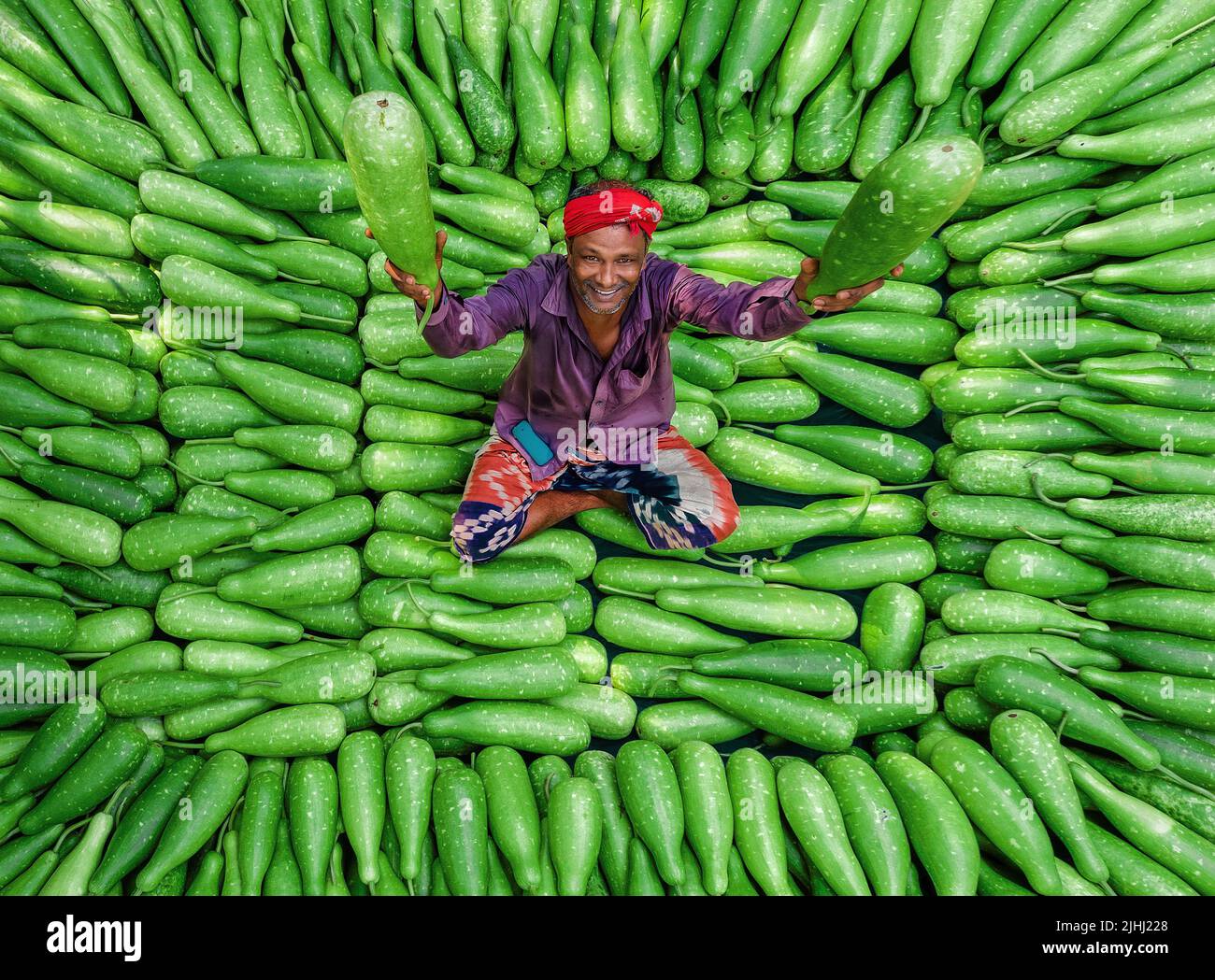 Farm fresh bottle gourds are ready to sale at wholesale vegetable ...