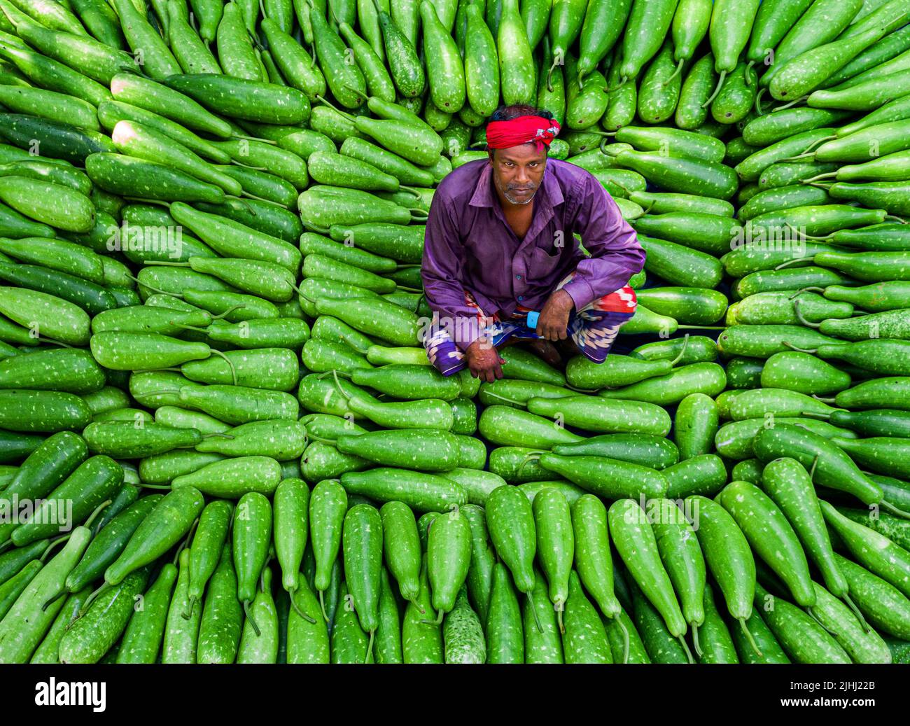 Farm fresh bottle gourds are ready to sale at wholesale vegetable ...