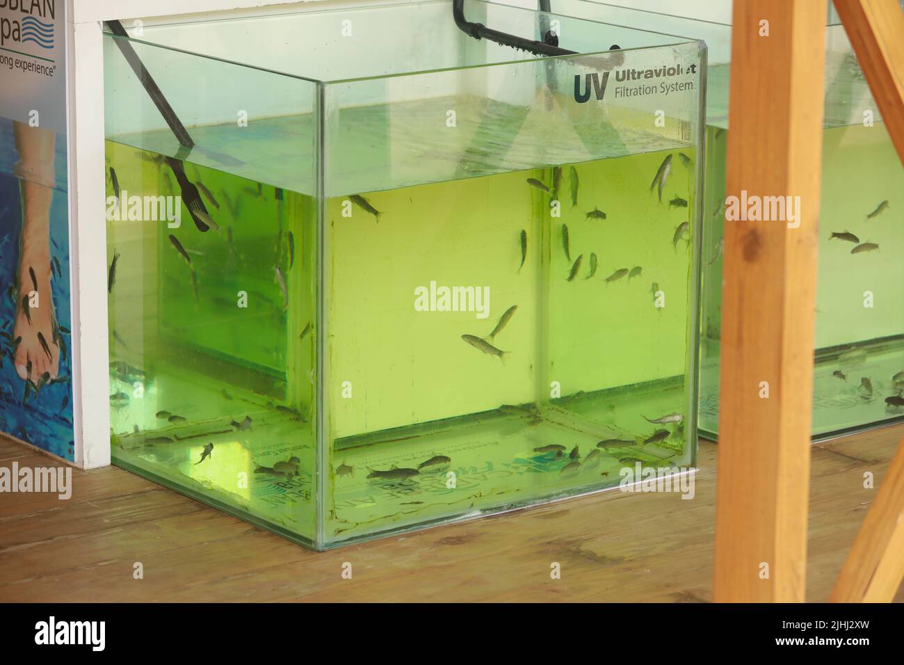 Pedicure fish spa. Rufa garra fish spa treatment. Close up of fish and ...