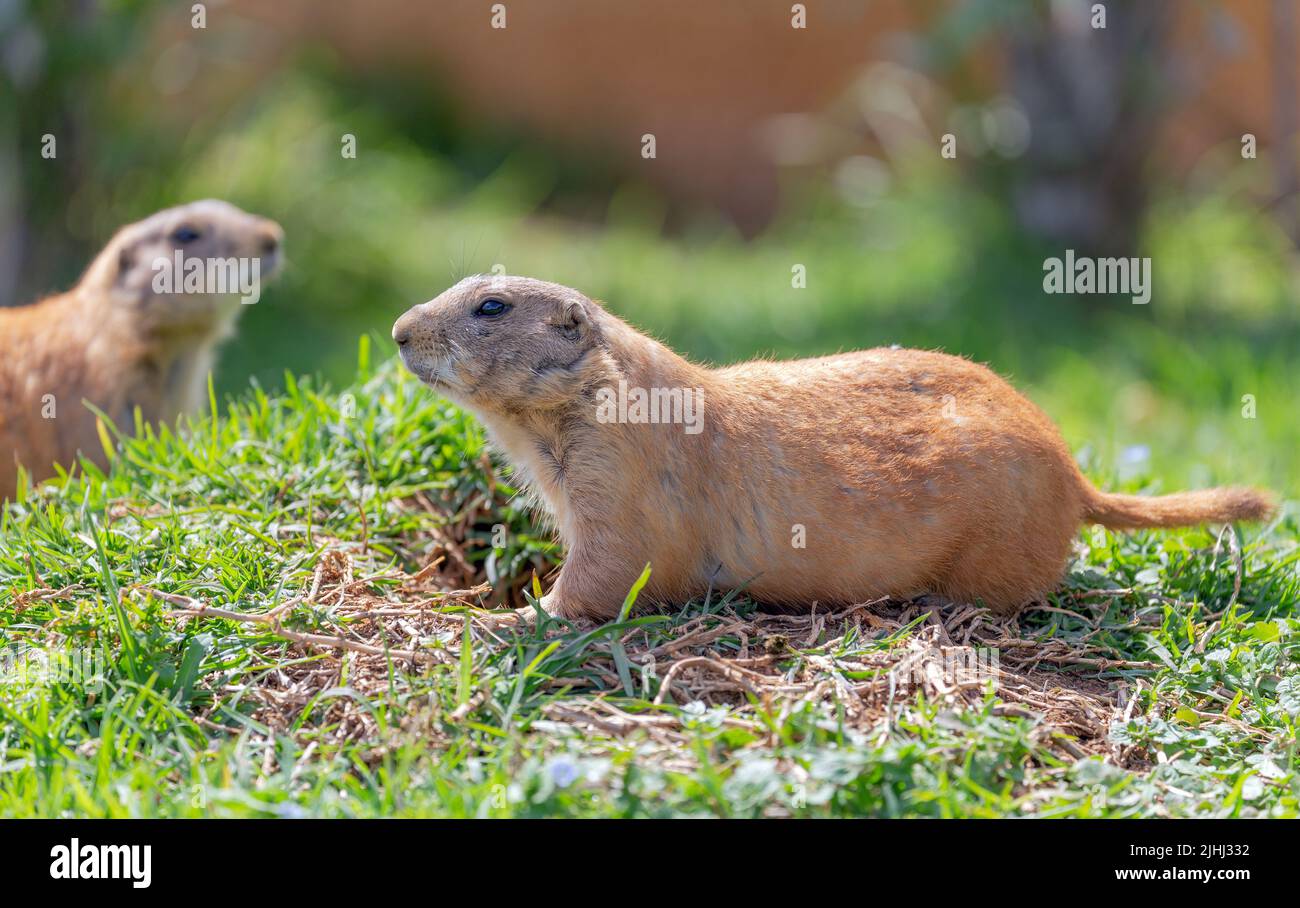 Prairie dogs and grass hi-res stock photography and images - Alamy