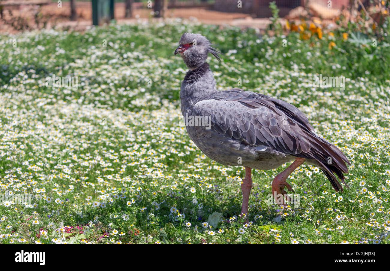 Southern screamer (Chauna torquata) bird Stock Photo - Alamy