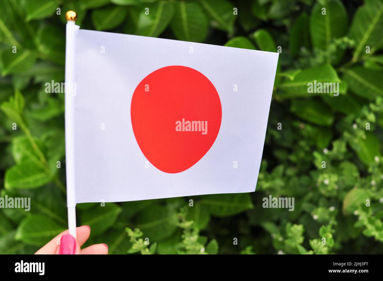 Close up of national flag of Japan round red circle on white background ...
