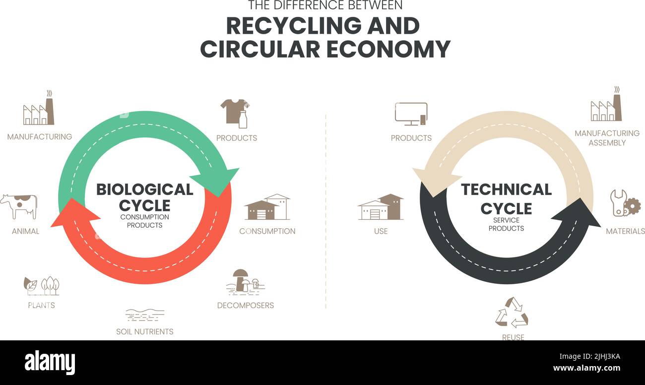 The vector infographic diagram of the difference between the circular ...