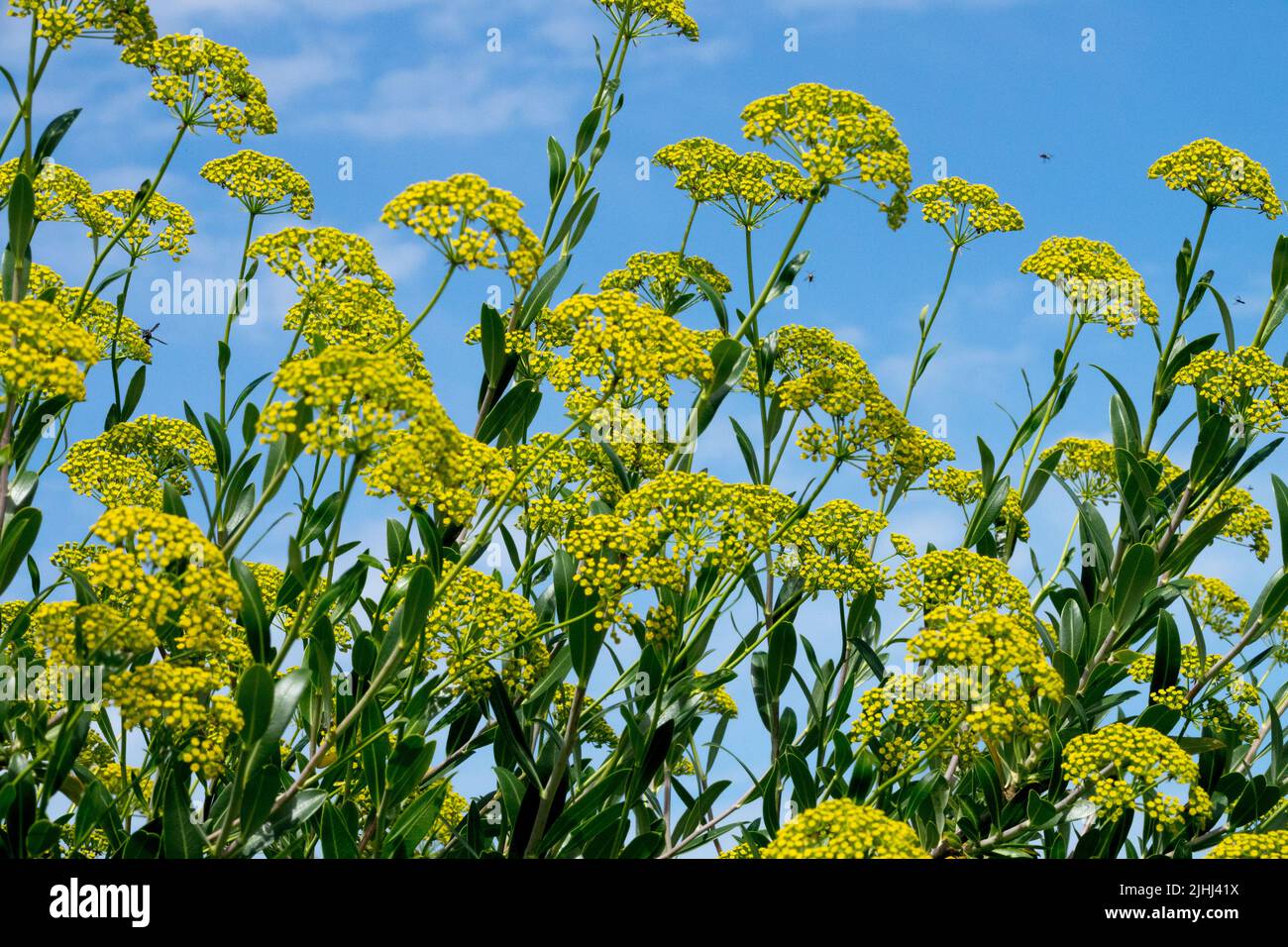 Bupleurum fruticosum hi-res stock photography and images - Alamy