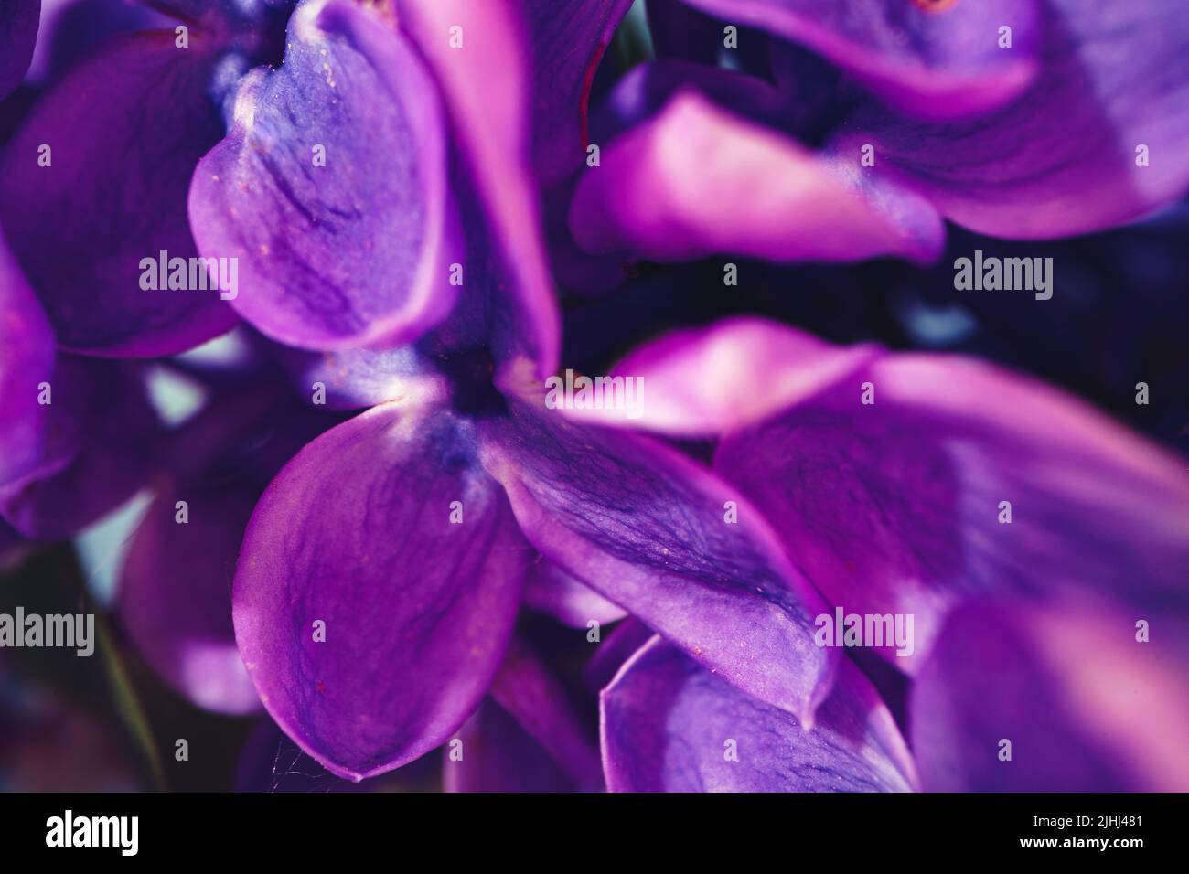 Macro image of spring lilac violet flowers Stock Photo - Alamy