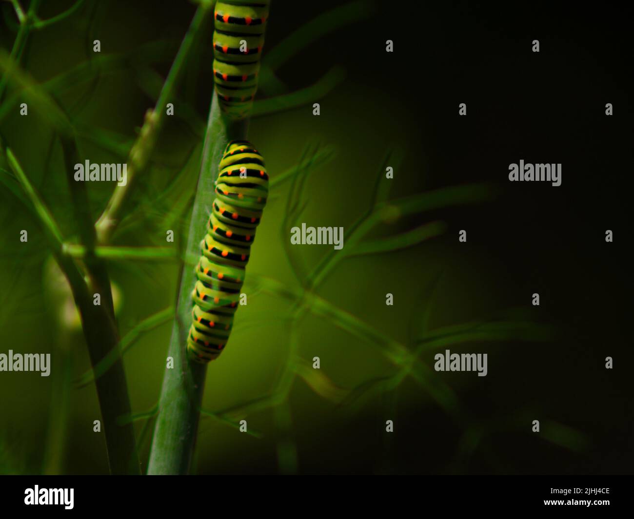 Sfondo orto hi-res stock photography and images - Alamy