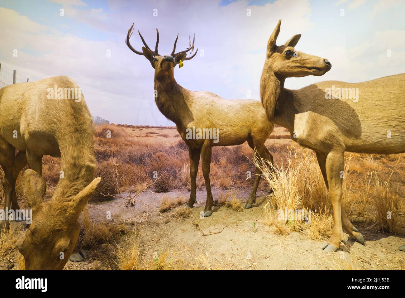 Tule art hi-res stock photography and images - Alamy