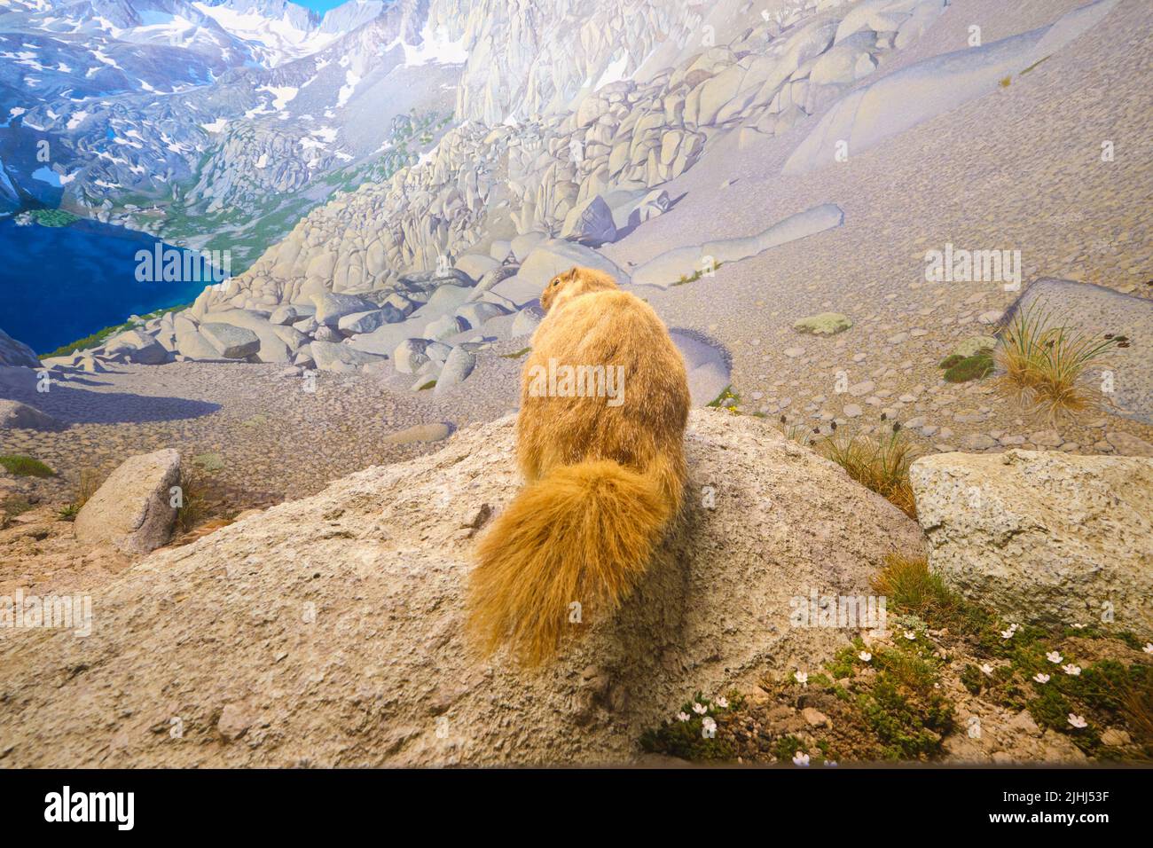 A diorama of a stuffed, taxidermy of a furry marmot. At the Oakland ...