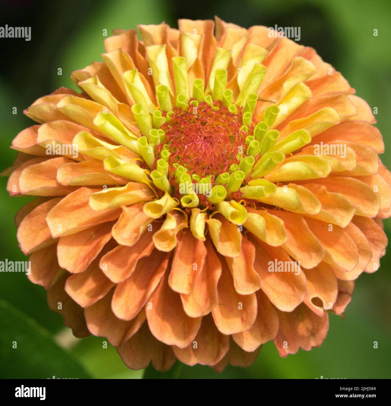 Single orange flower hi-res stock photography and images - Alamy