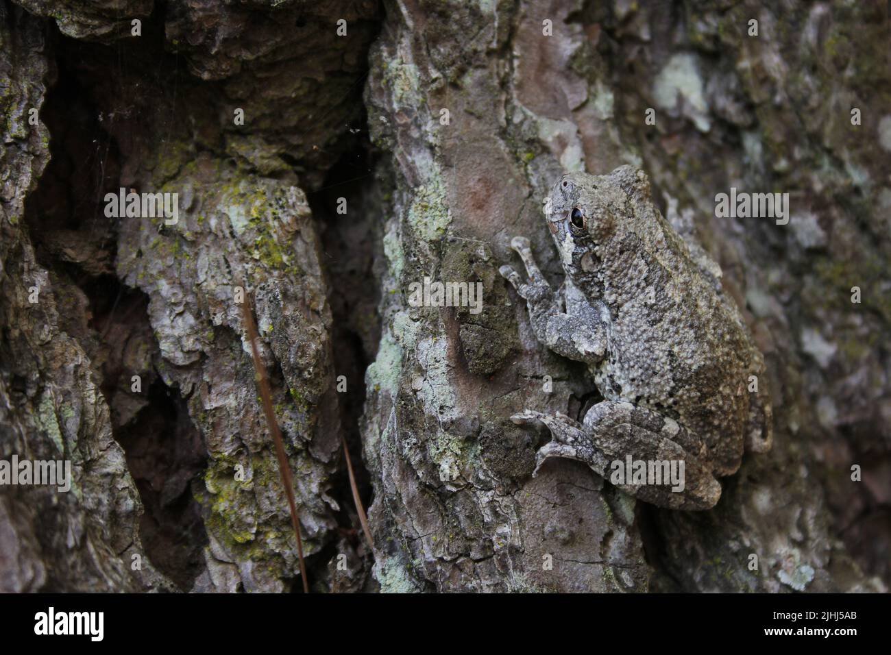 Gray Tree Frog Hyla chrysoscelis on pine tree in East Texas Stock Photo ...