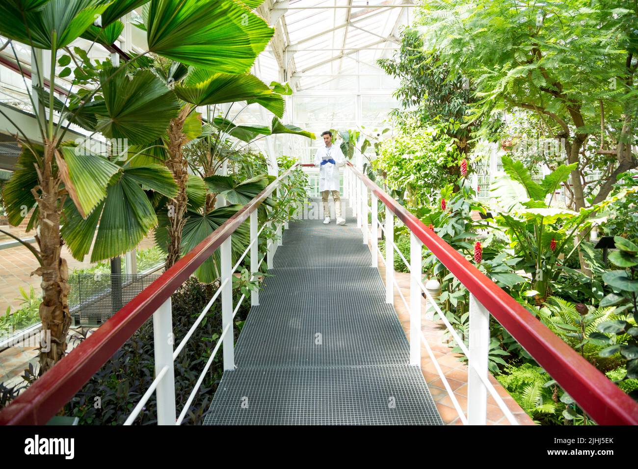 Railed passageway of a greenhouse with a biologist walking through it ...