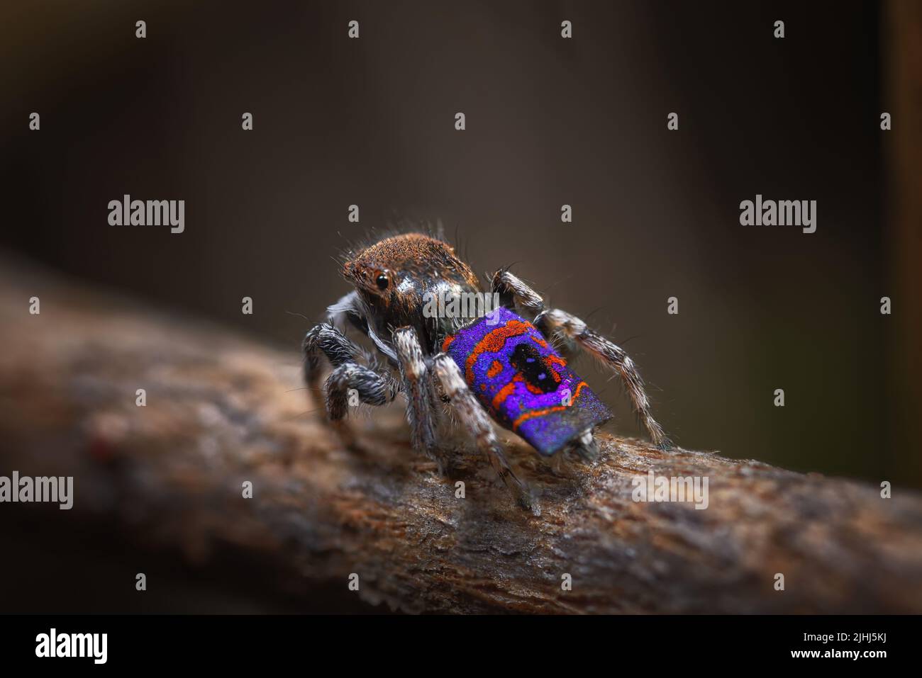 Male Peacock spider, Maratus hortorum, showing his breeding plumage ...