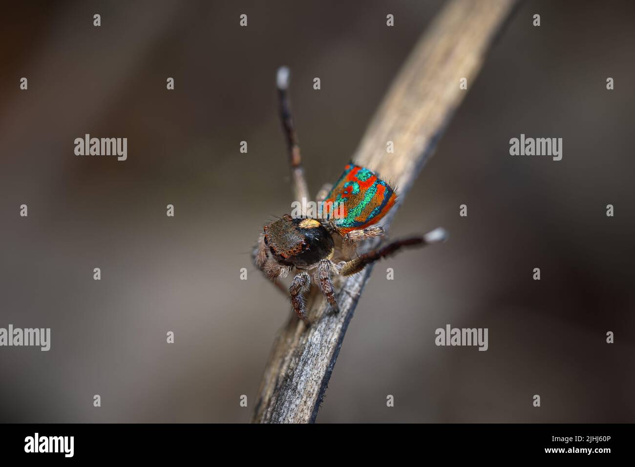 Gnangara mound hi-res stock photography and images - Alamy