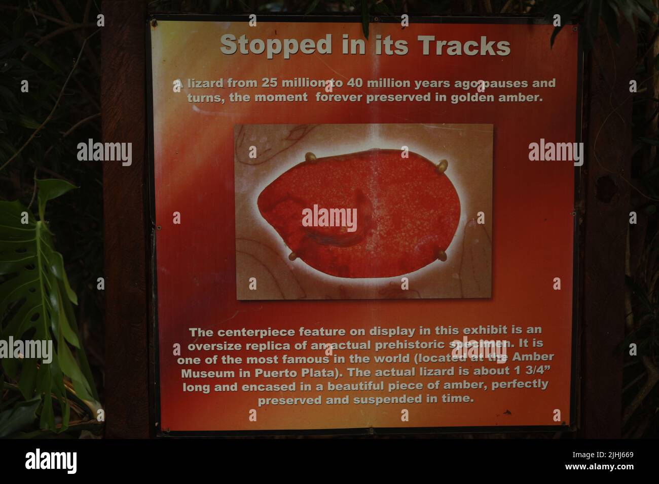 Amber Cove Jurassic Park Island,Amber Museum Dominican Republic Stock ...