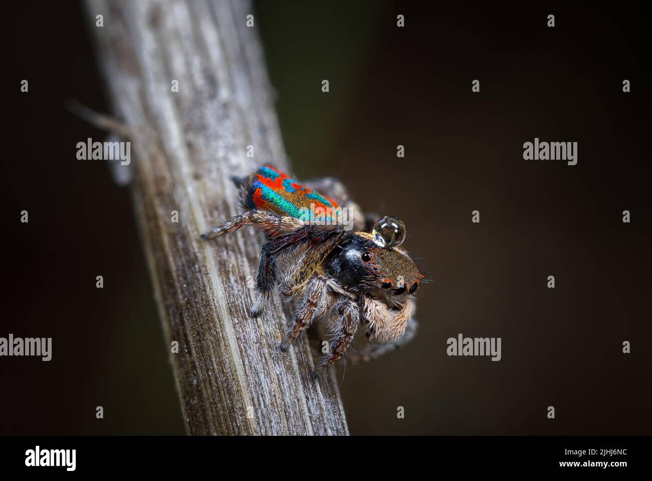 Male Peacock spider (Maratus clupeatus) with a water droplet on his ...