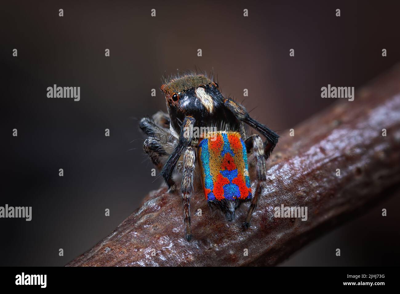 Male Peacock spider (Maratus clupeatus) showing his breeding plumage ...