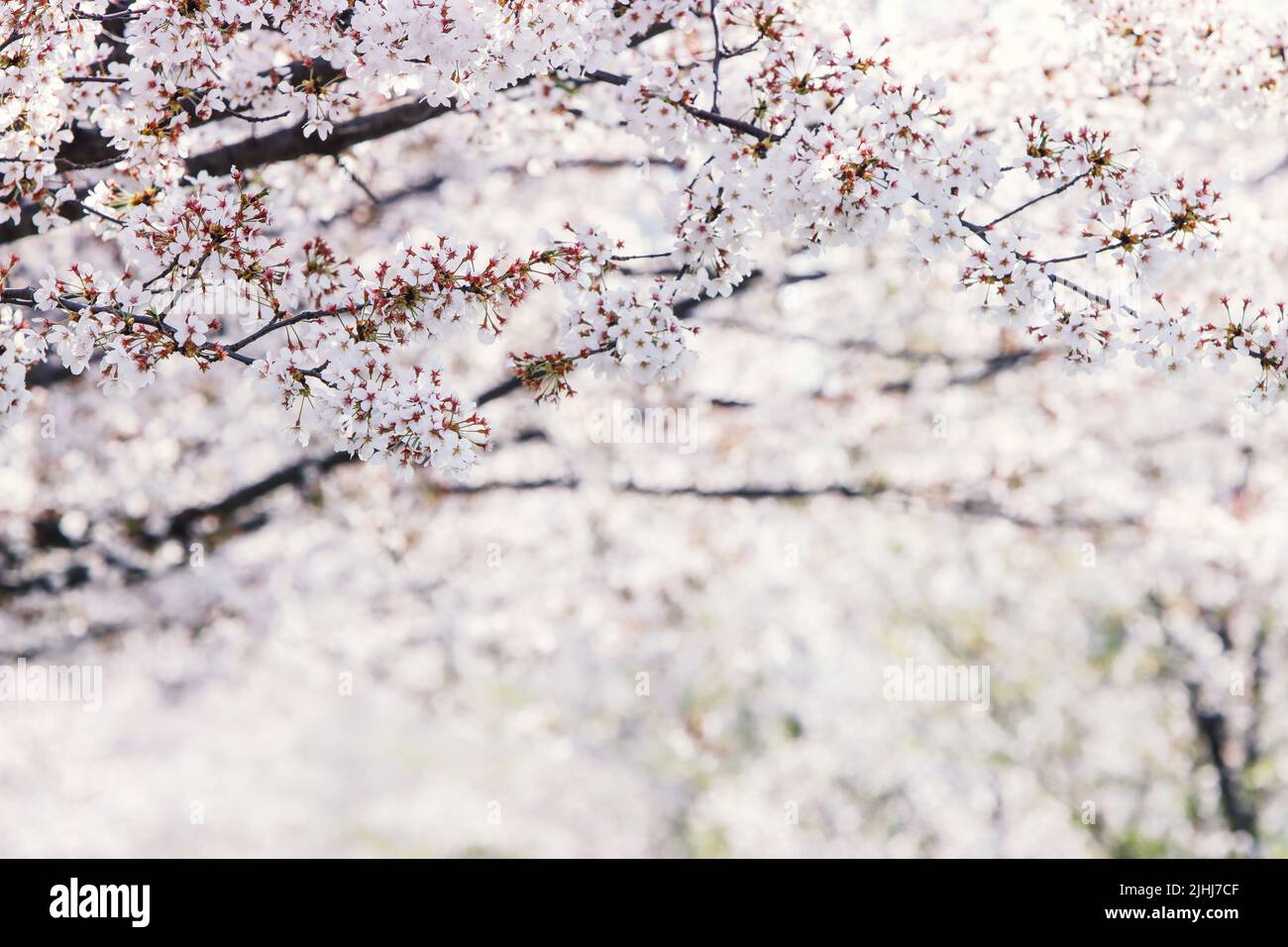 Cherry blossoms in full bloom in a beautiful spring, fresh cherry ...