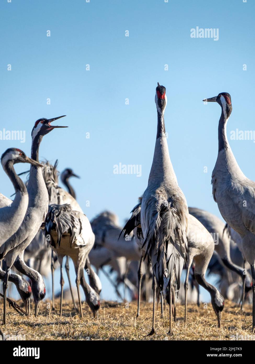 Common Crane, flying bird in action jumping joyful playing and dancing ...