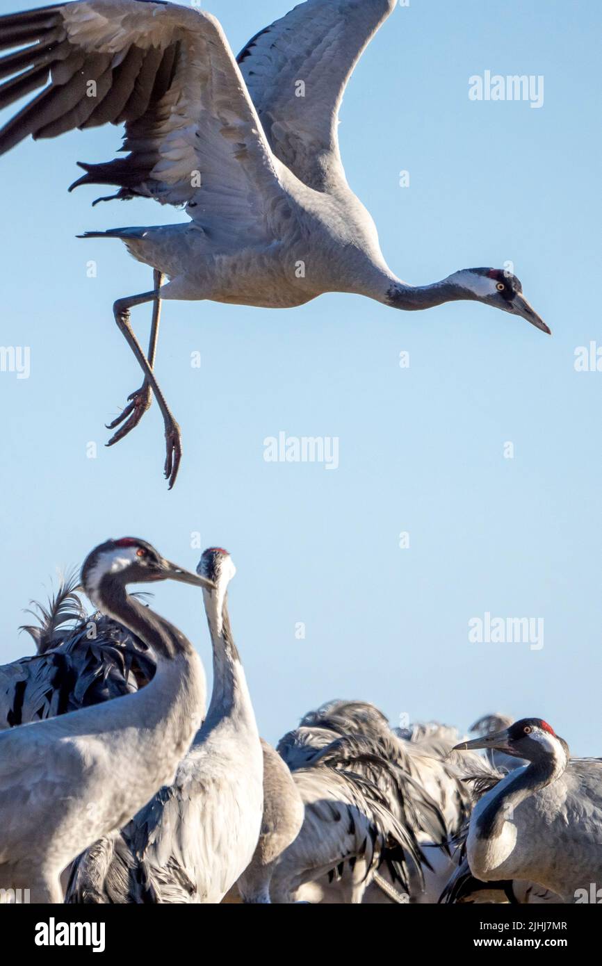 Common Crane, flying bird in action jumping joyful playing and dancing ...