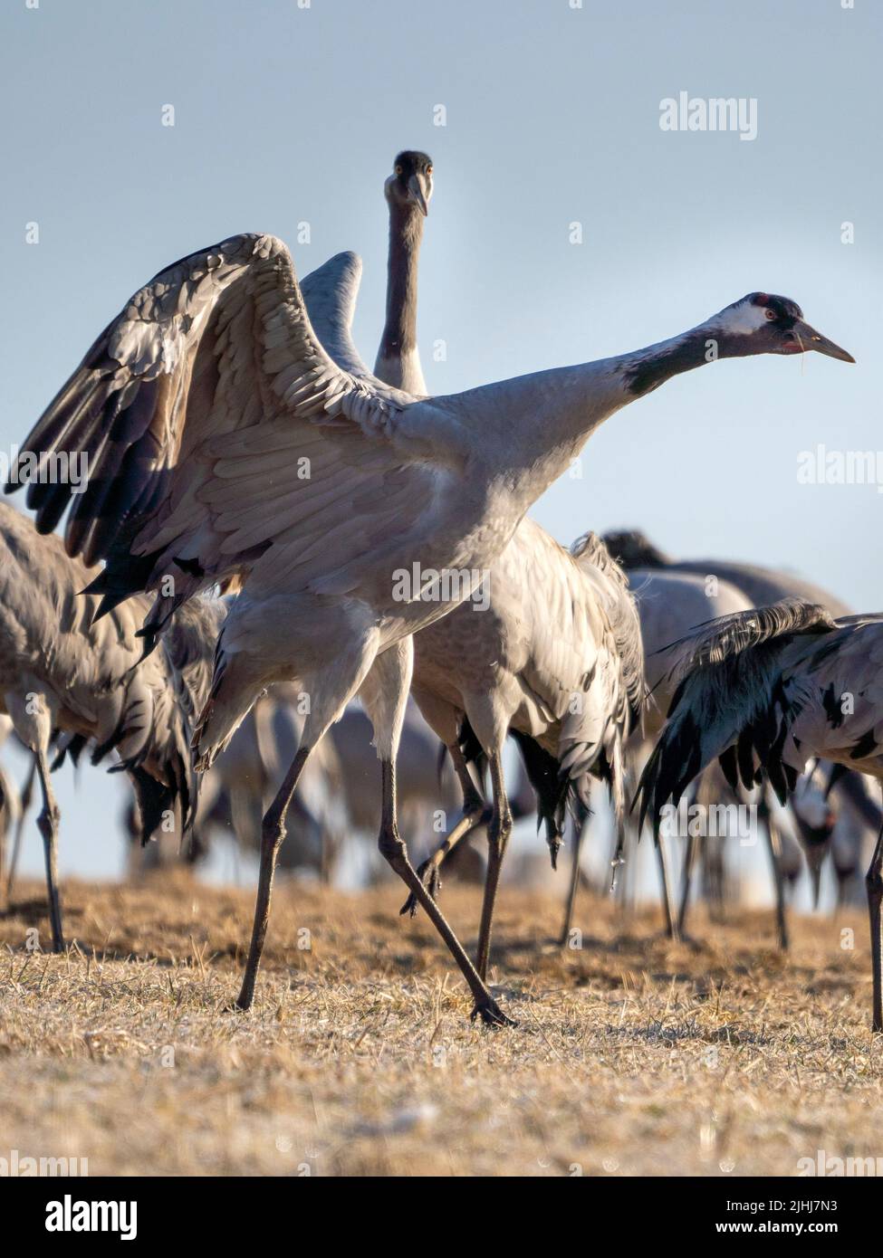 Common Crane, flying bird in action jumping joyful playing and dancing ...