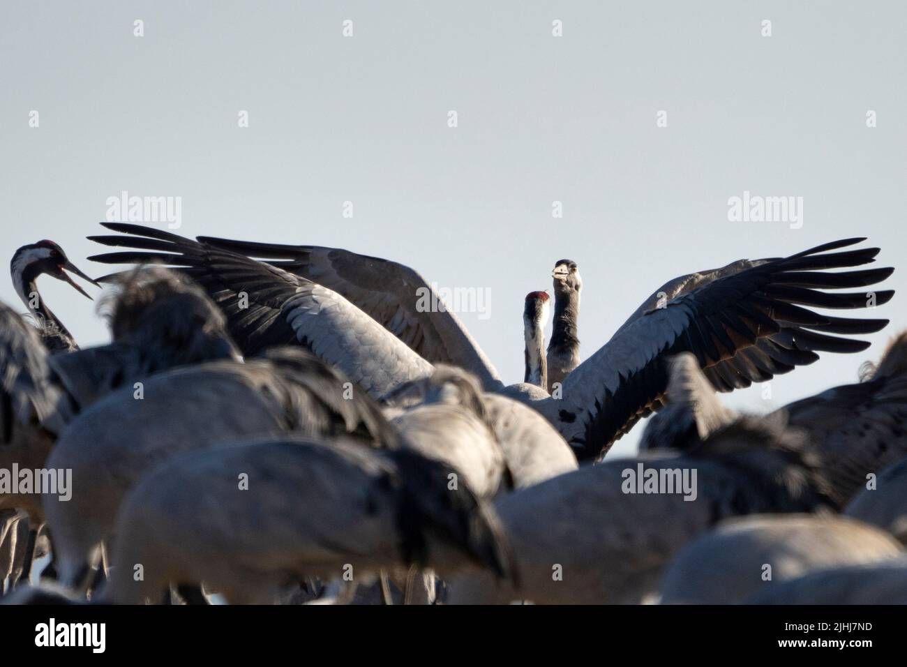Common Crane, flying bird in action jumping joyful playing and dancing ...