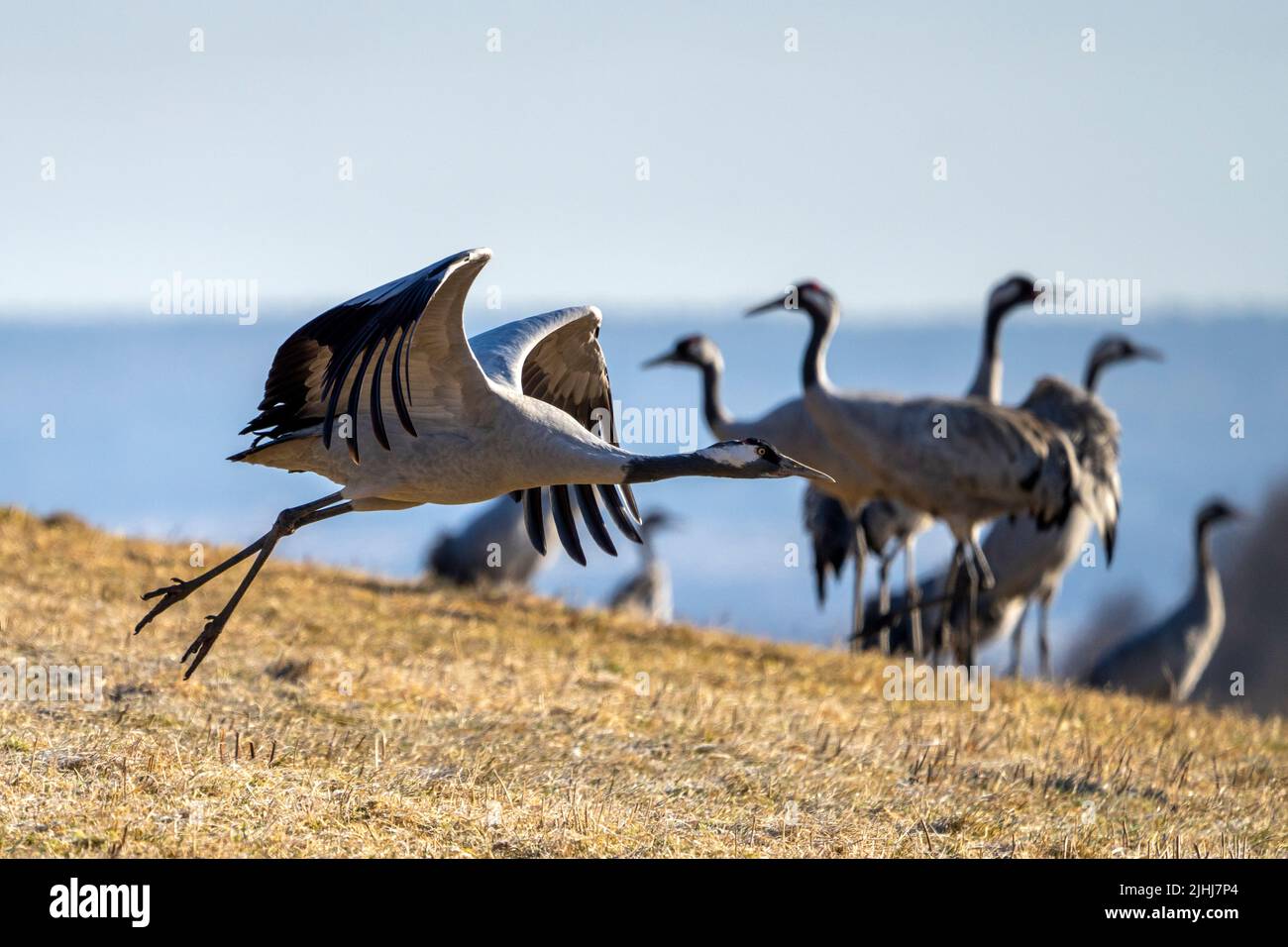 Common Crane, flying bird in action jumping joyful playing and dancing ...