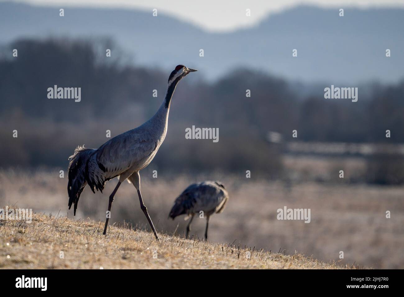 Common Crane, flying bird in action jumping joyful playing and dancing ...