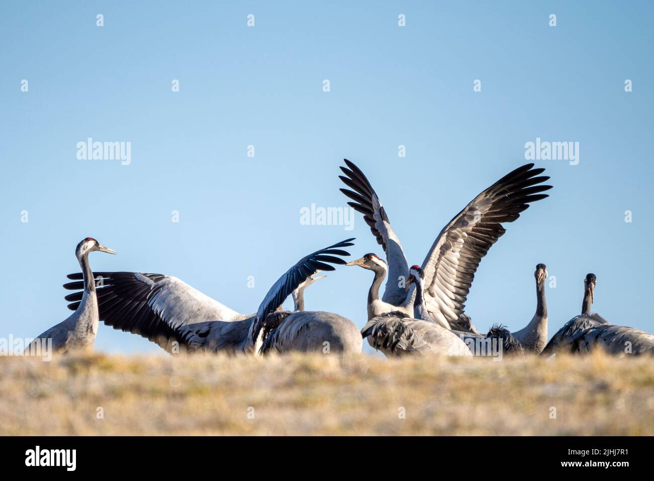 Common Crane, flying bird in action jumping joyful playing and dancing ...