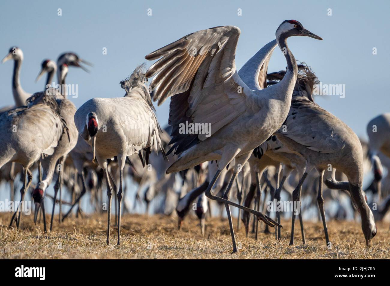 Common Crane, flying bird in action jumping joyful playing and dancing ...