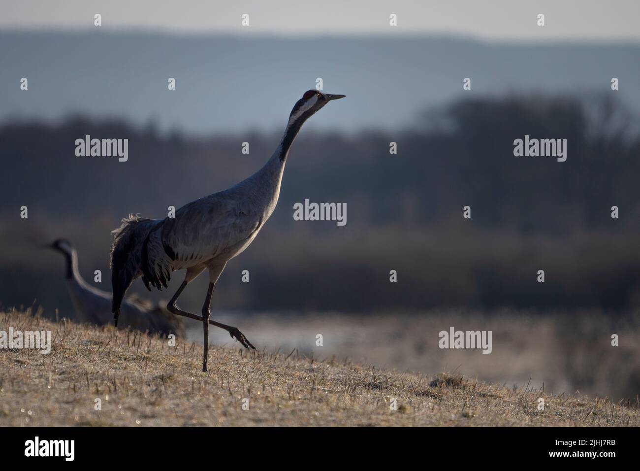 Common Crane, flying bird in action jumping joyful playing and dancing ...