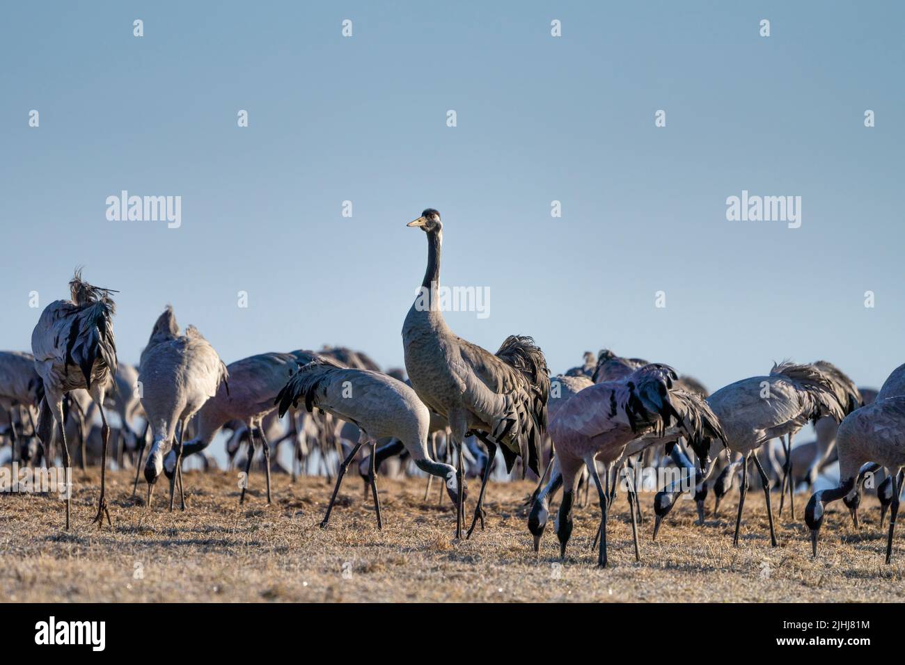 Common Crane, flying bird in action jumping joyful playing and dancing ...