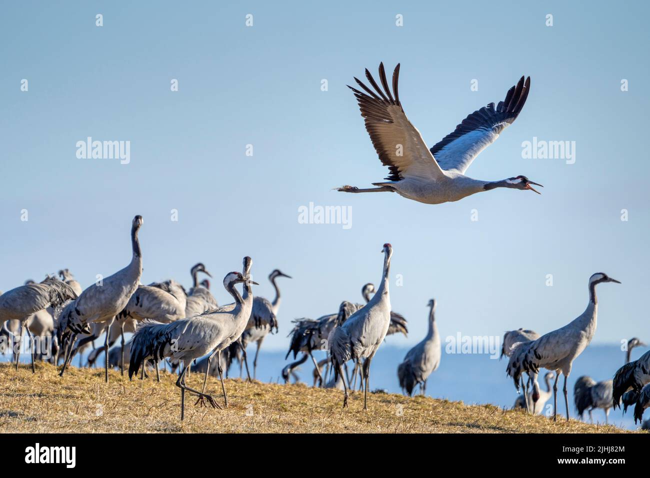 Common Crane, flying bird in action jumping joyful playing and dancing ...