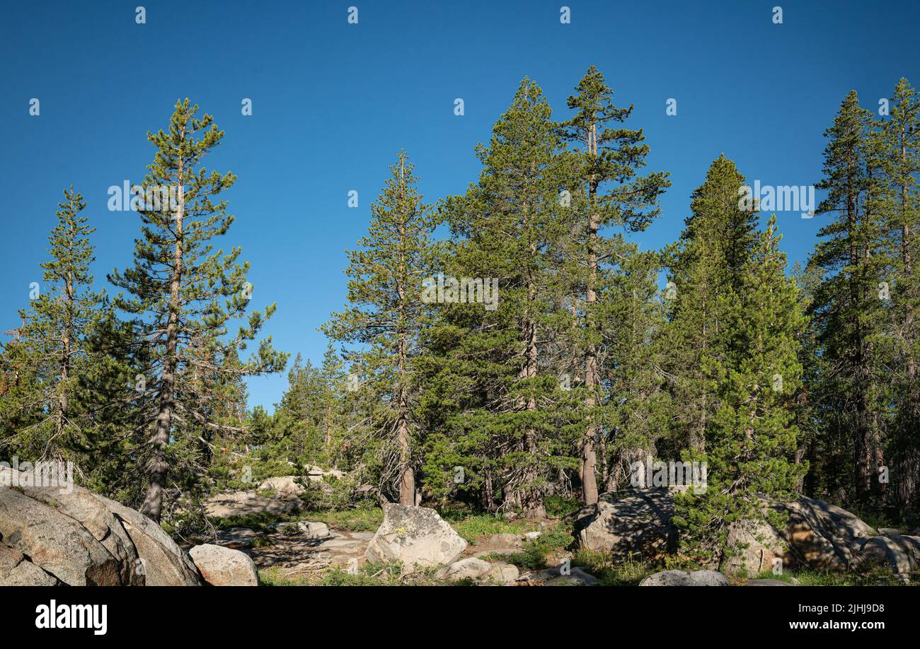 Circle of evergreen trees fringe a meadow in California mountain summit ...