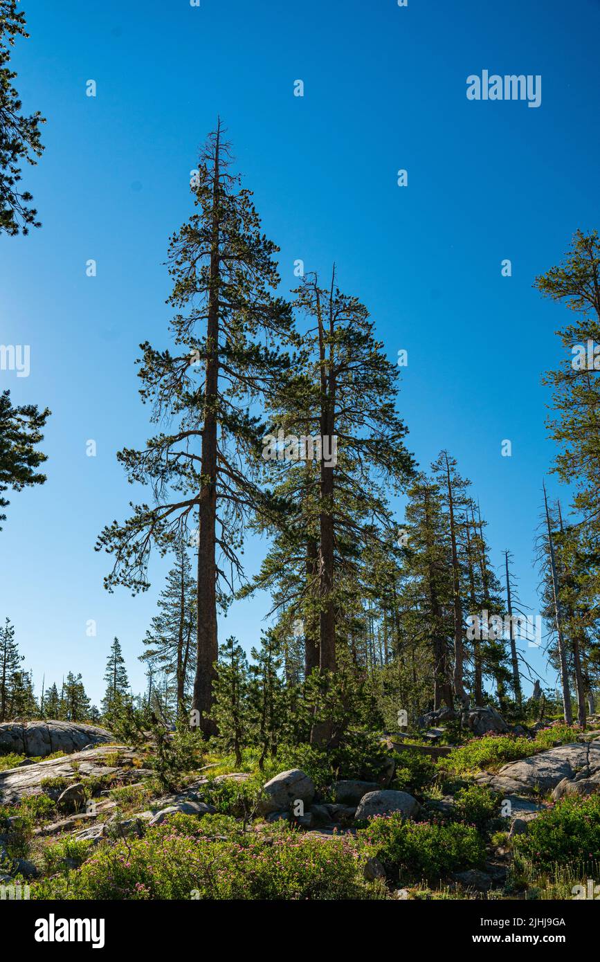 Stately evergreen trees make their stand above the Pacific Crest Trail ...