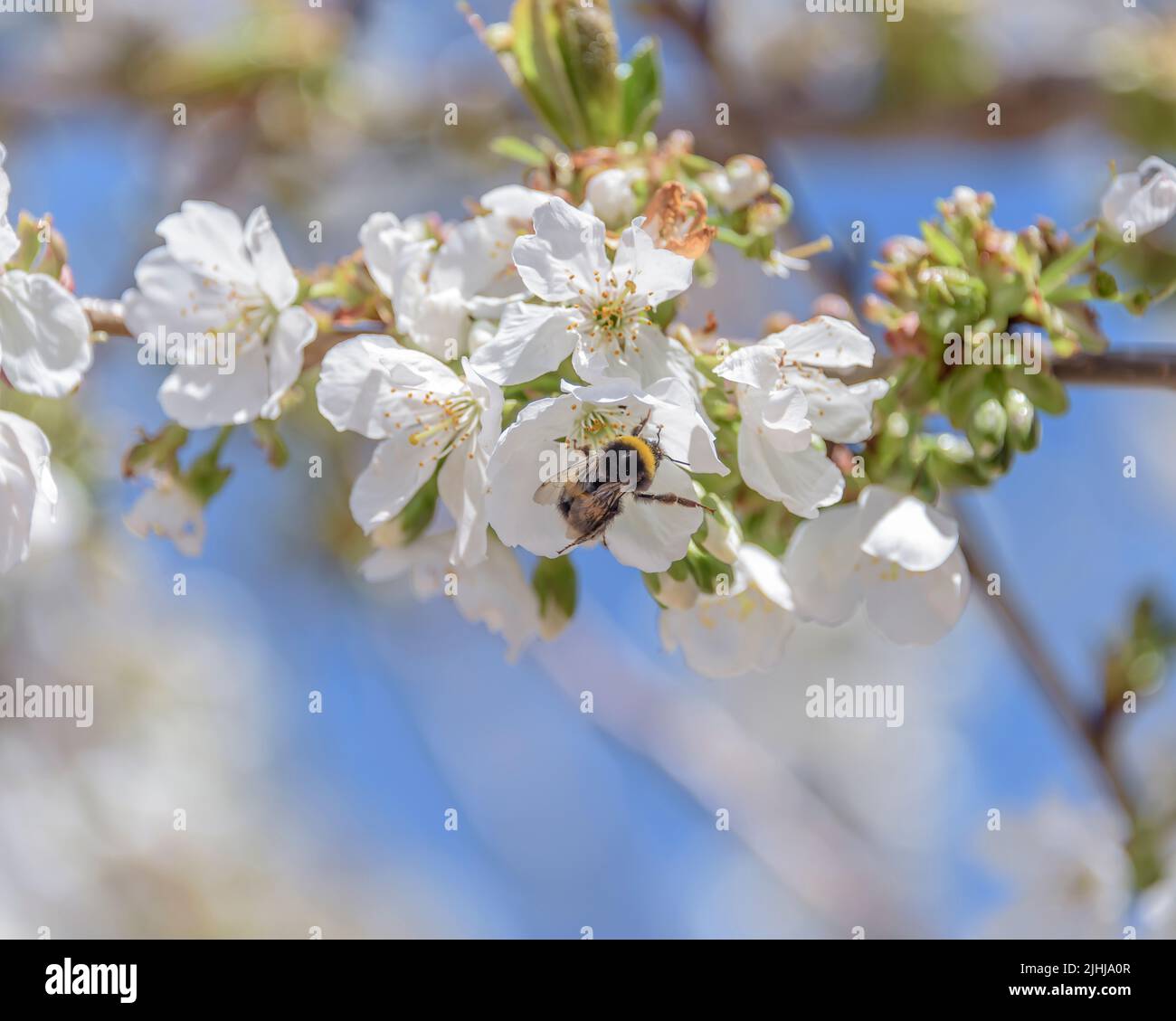 Spring bumble bee on cherry blossom blue background sky pink flowers ...