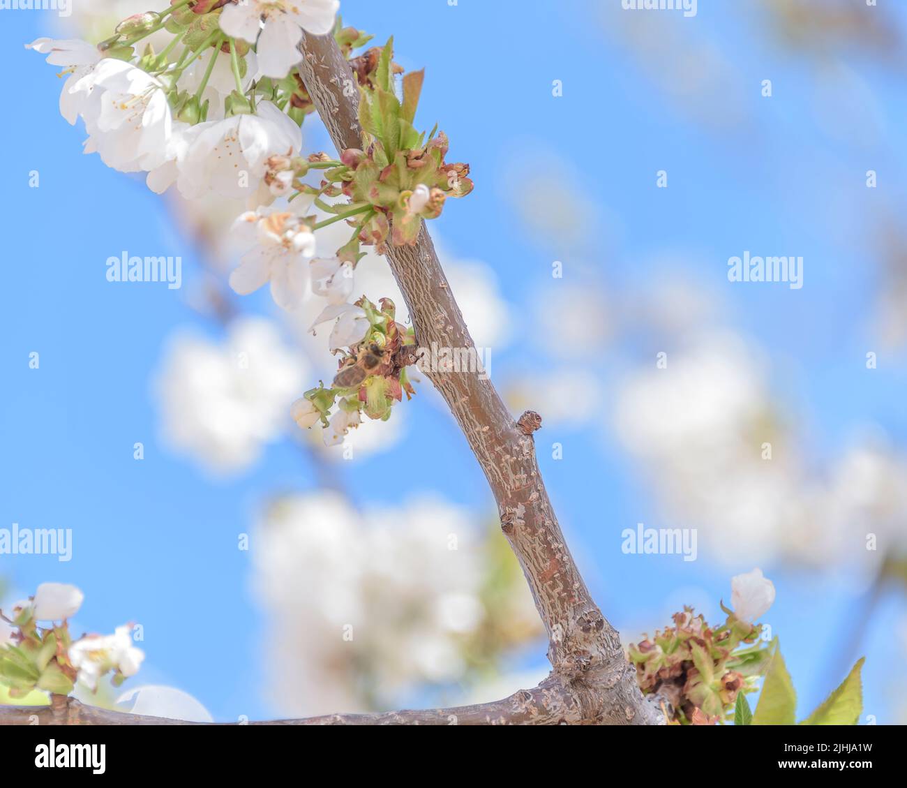 Spring bumble bee on cherry blossom blue background sky pink flowers ...