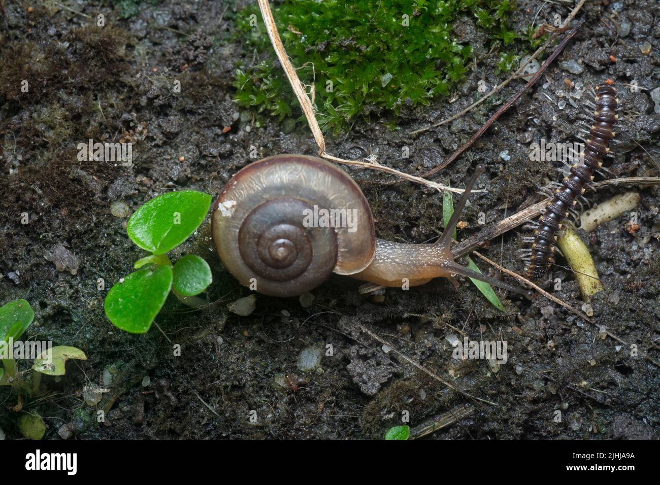Black diplopoda arthropod hi-res stock photography and images - Alamy