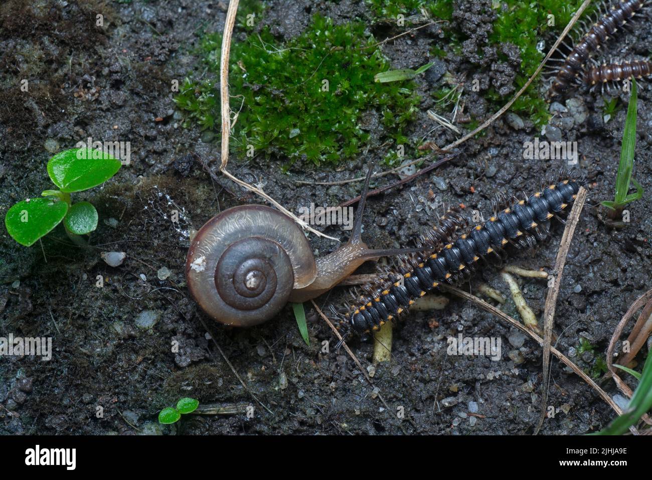 Black diplopoda arthropod hi-res stock photography and images - Alamy