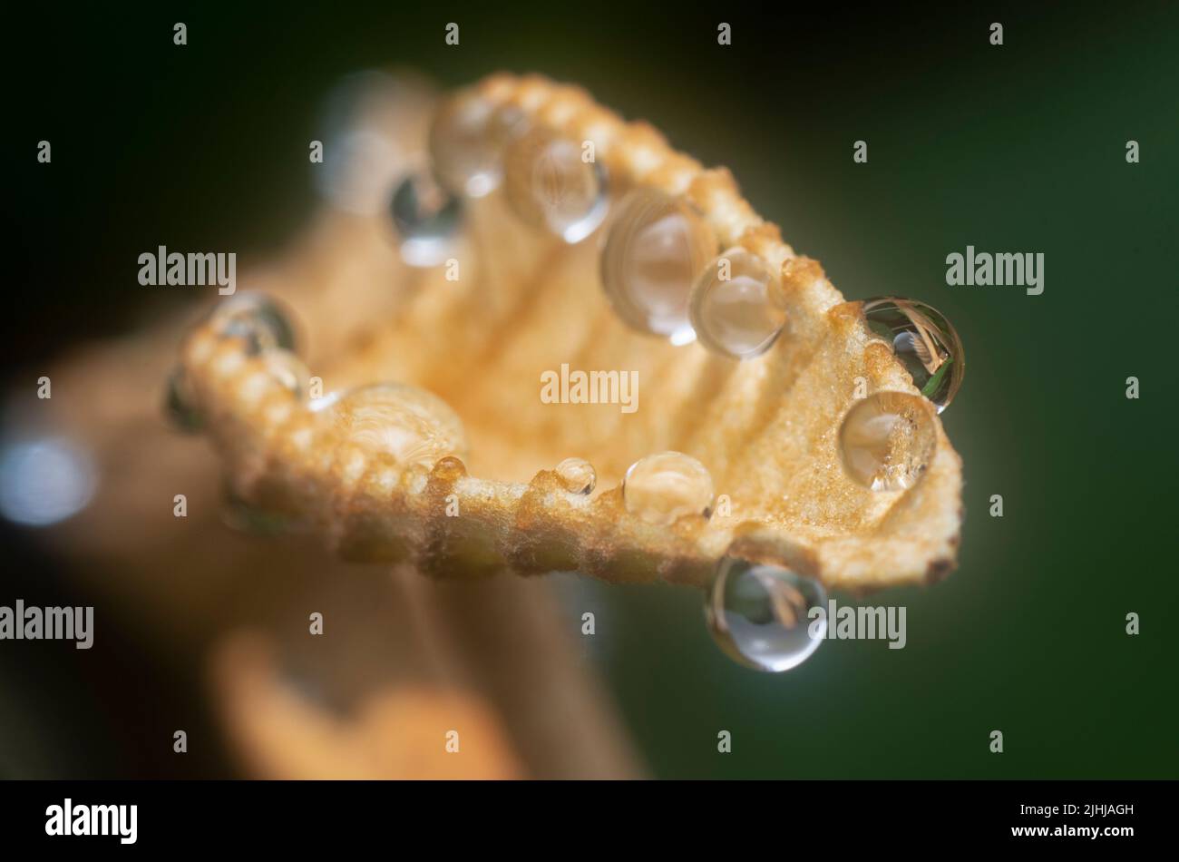 close shot of the water droplets hanging on the leaves or grass Stock ...