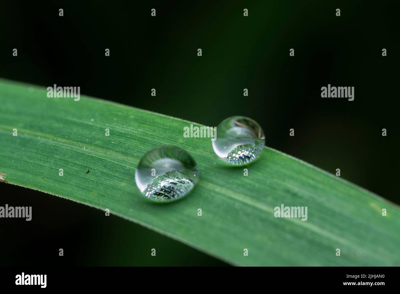 Net venation hi-res stock photography and images - Alamy