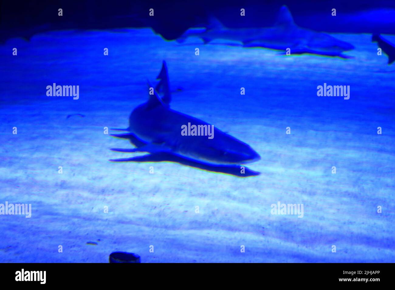 shark at Antalya aquarium, turkey Stock Photo - Alamy
